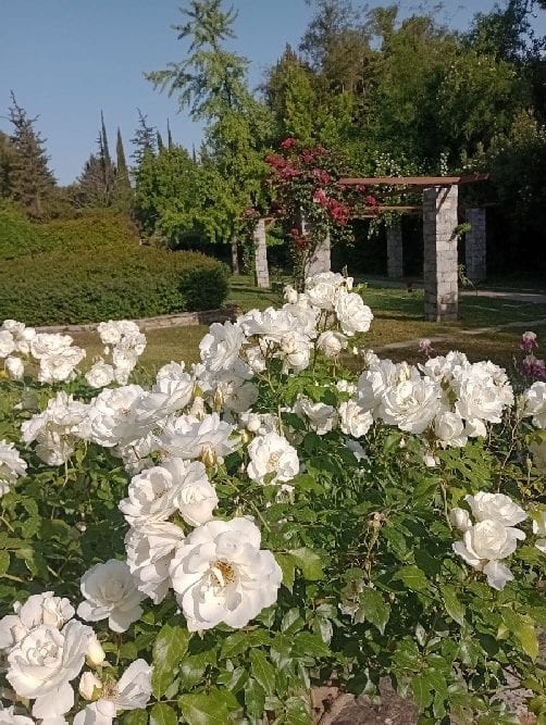 ΑΝΘΩΝΑΣ ΕΛΕΥΘΕΡΗ ΠΕΡΙΗΓΗΣΗ (Βοτανικός Κήπος Διομήδους) | TicketPlus